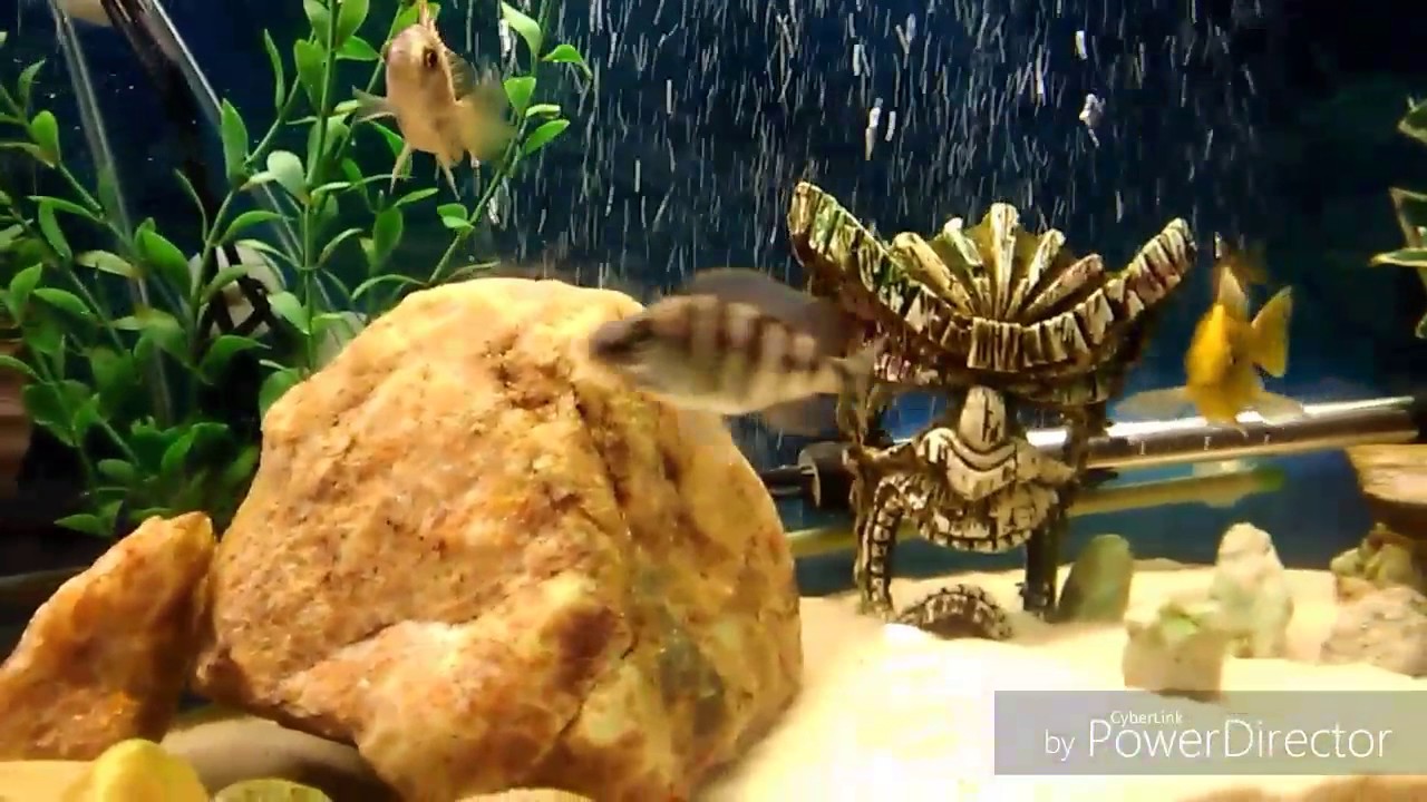 All Tank Walk Thru Update - YouTube