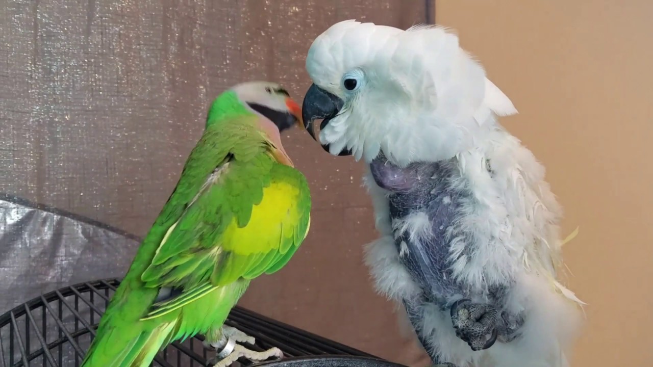 Mustache Parakeet Mating Dance Trance | PARROT VIDEO OF THE DAY - YouTube