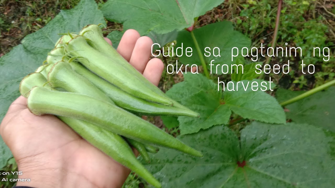 Paano mag tanim Ng okra from seed to harvest. . - YouTube