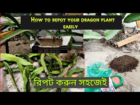 ড্রাগন ফলের পুরনো গাছটি রিপট করে দিলাম!! How to repot dragon fruit ...
