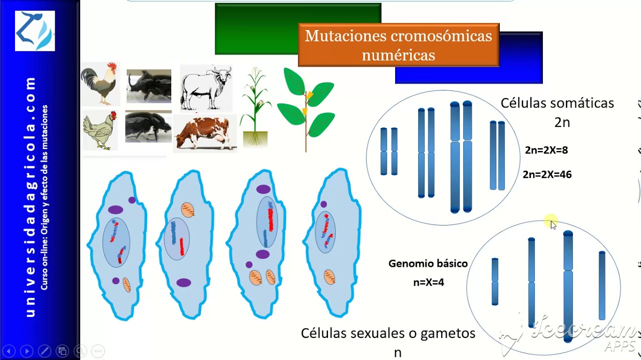 Curso Mutaciones. Video10. Mutaciones cromosómicas numéricas - YouTube