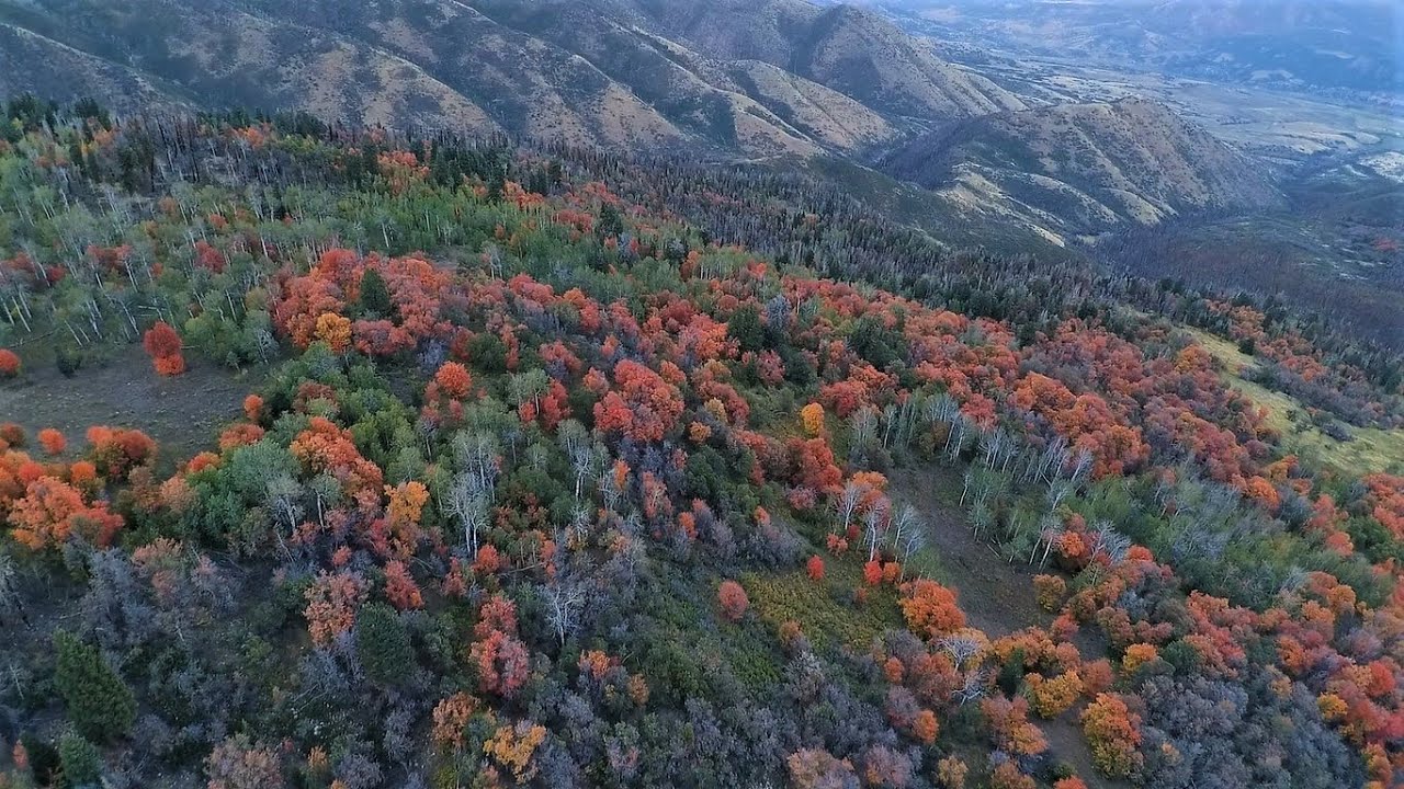 Autumn Leaves in Payson Canyon, Utah - YouTube