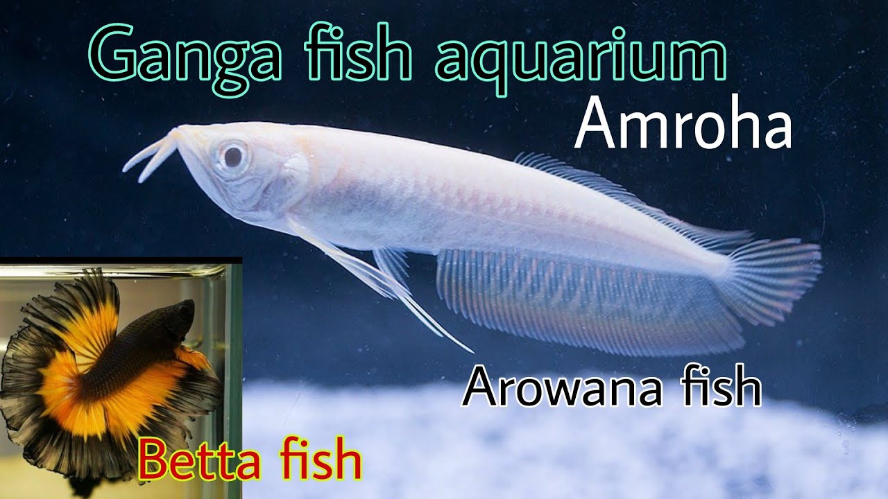 Arowana fish. Ganga fish aquarium store Amroha. Most beautiful colorful ...