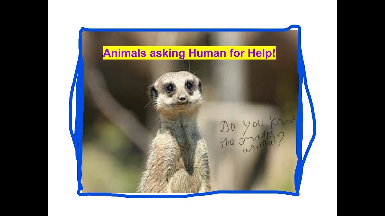 Animals asking human for help! - YouTube