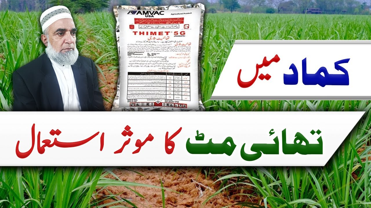 Effective use of Thimet in Sugarcane || Crop Reformer - YouTube