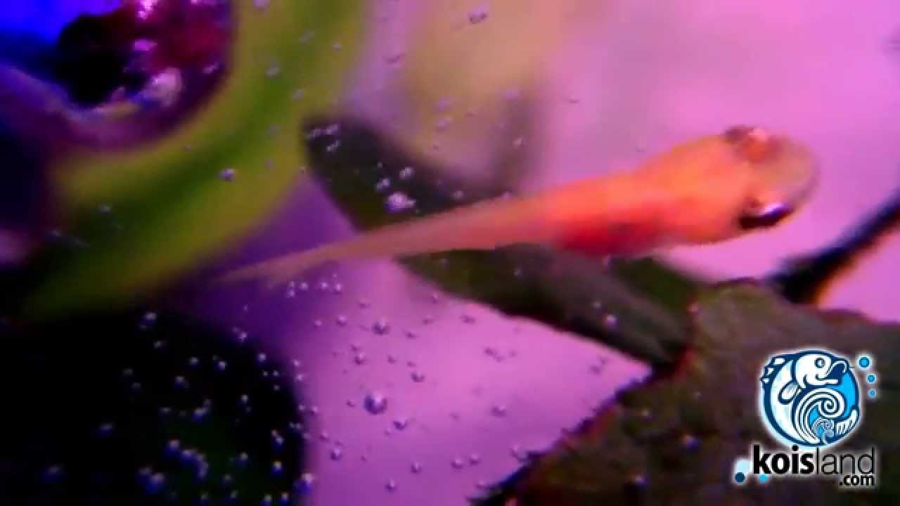 Koi Fish fry evolution - Evolución de Alevines del pez koi - YouTube