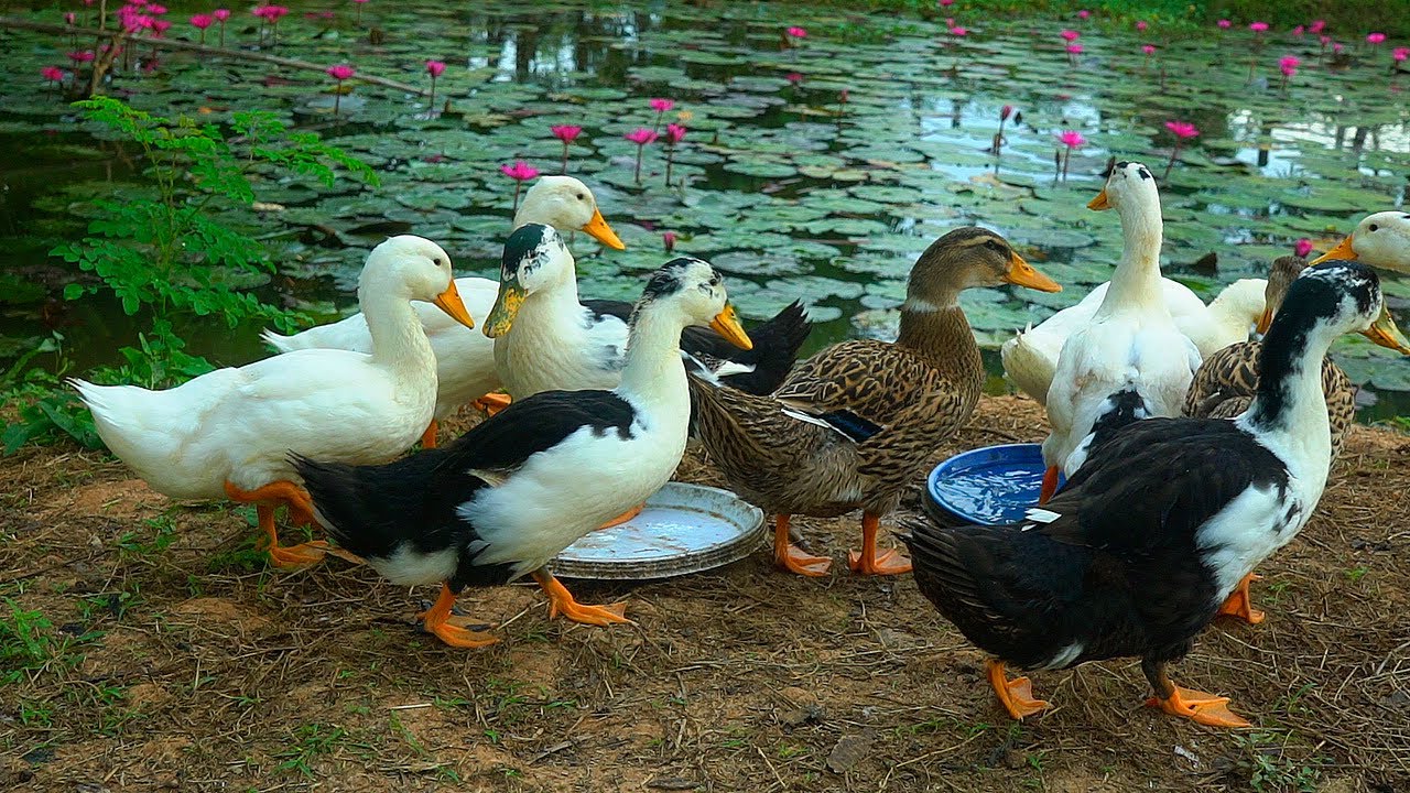 50 Days My Duck So Big And Lovely | Should Give Them Enough Food To Eat ...