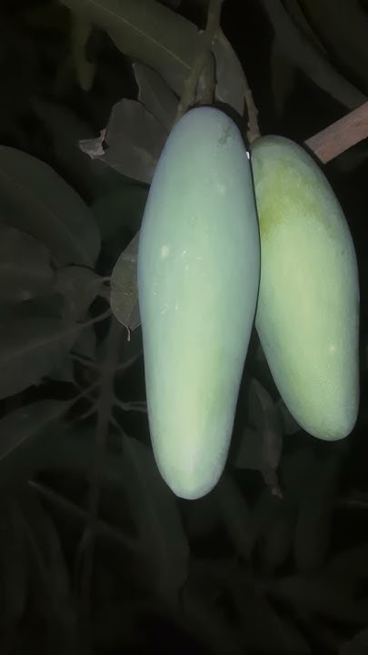 banana mangoes #mangoes - YouTube