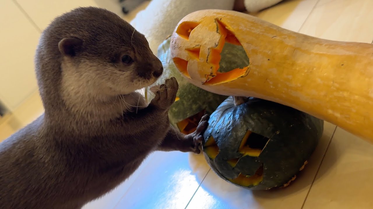 ハロウィンのジャックオーランタン作りをカワウソに手伝ってもらう天才的アイデア！ The genius idea of having otter ...