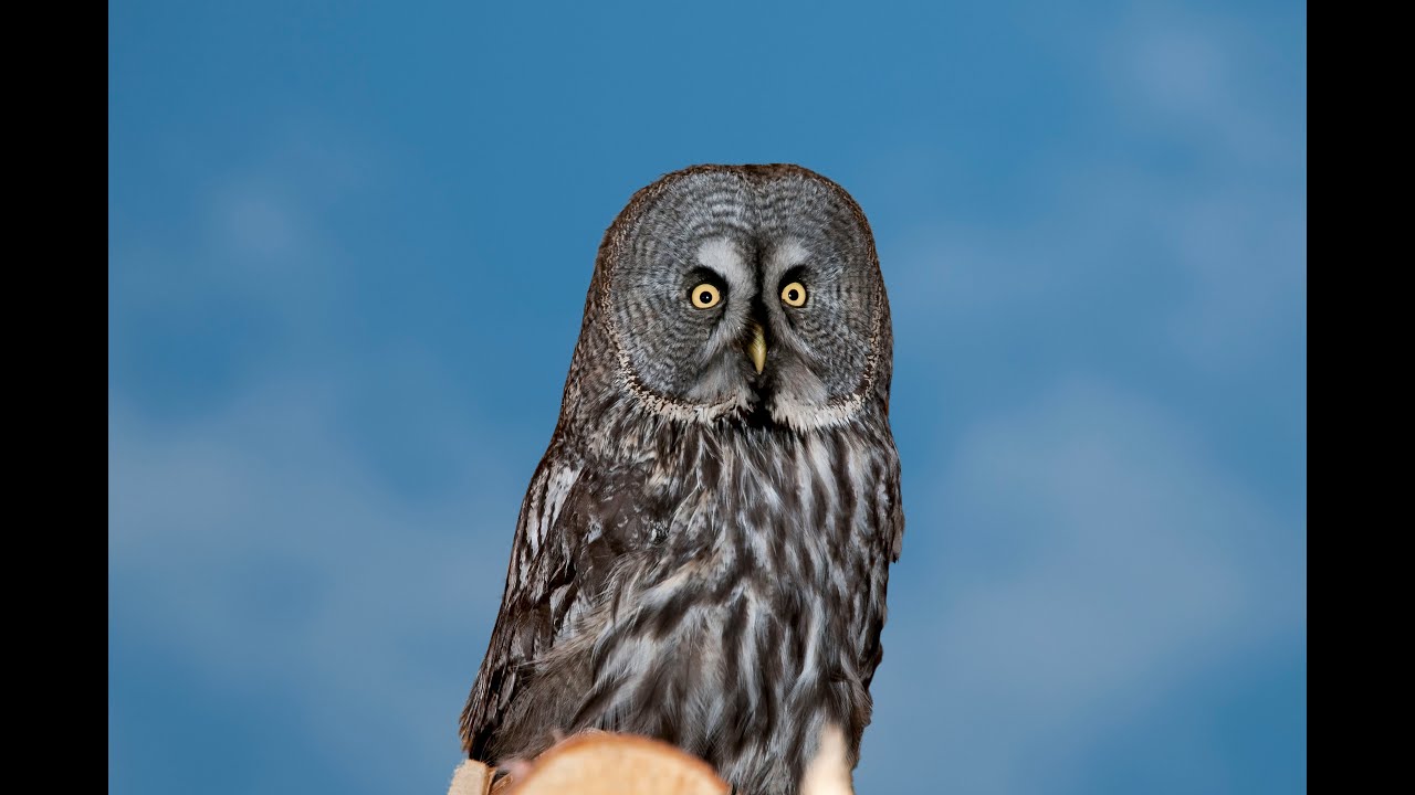 Ugglor i Bergslagen - YouTube
