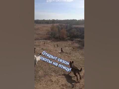 Открыт сезон охоты! #животные #бездомныеживотные #собаки #shorts - YouTube