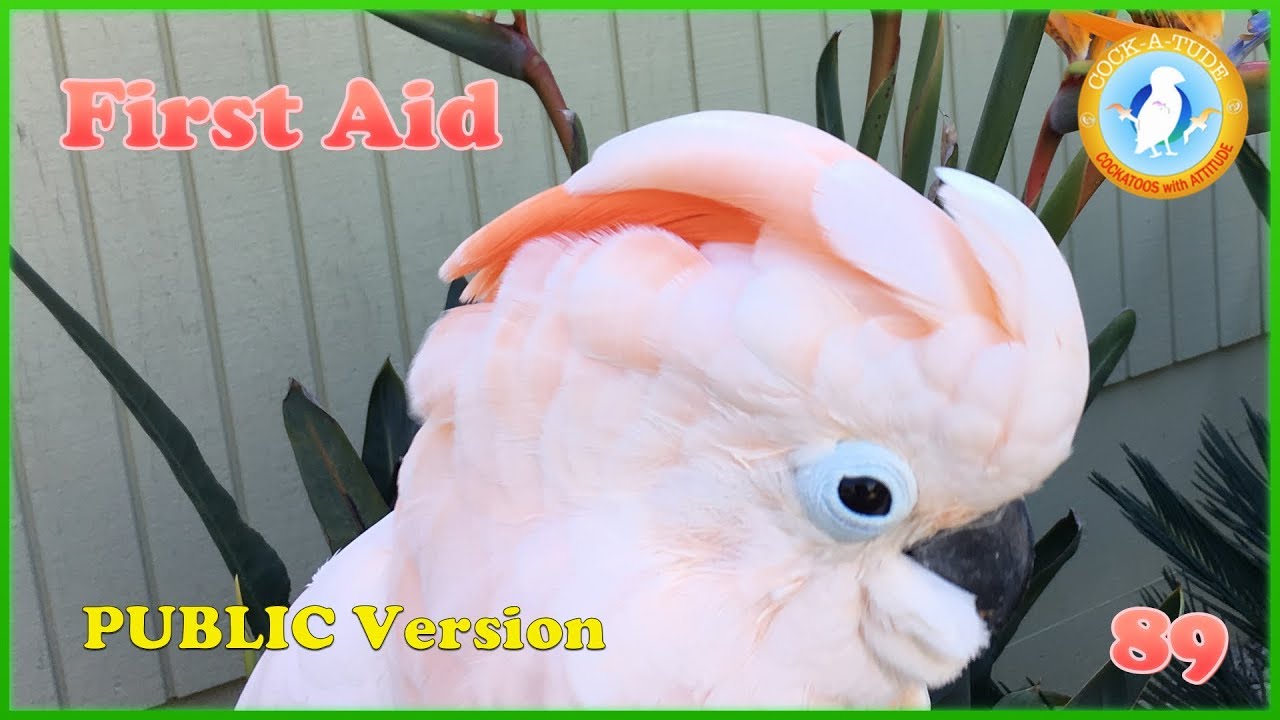 How To Do First Aid On Your Bird | Ep.89: Parrot First Aid Tips ...