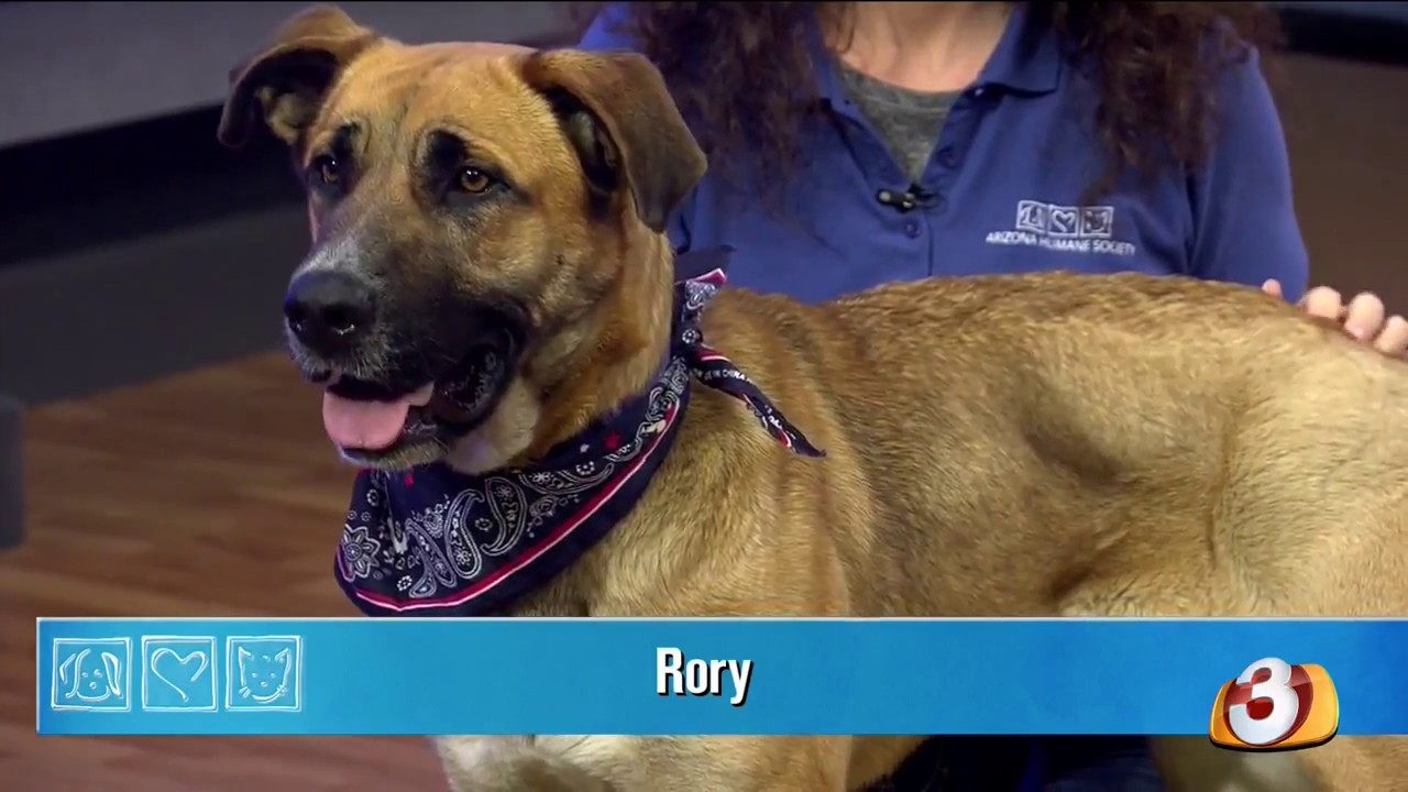 Pets on Parade: 1/27/17 - Rori - YouTube