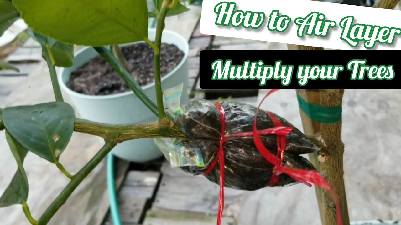 🍋🍊 How to Air Layer Citrus Trees (Results in 30 Days) Step by Step🍊🍈🍋 # ...