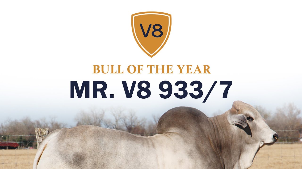 Mr. V8 933/7 "Yeti" - Brahman Bull of the Year from V8 Ranch - YouTube