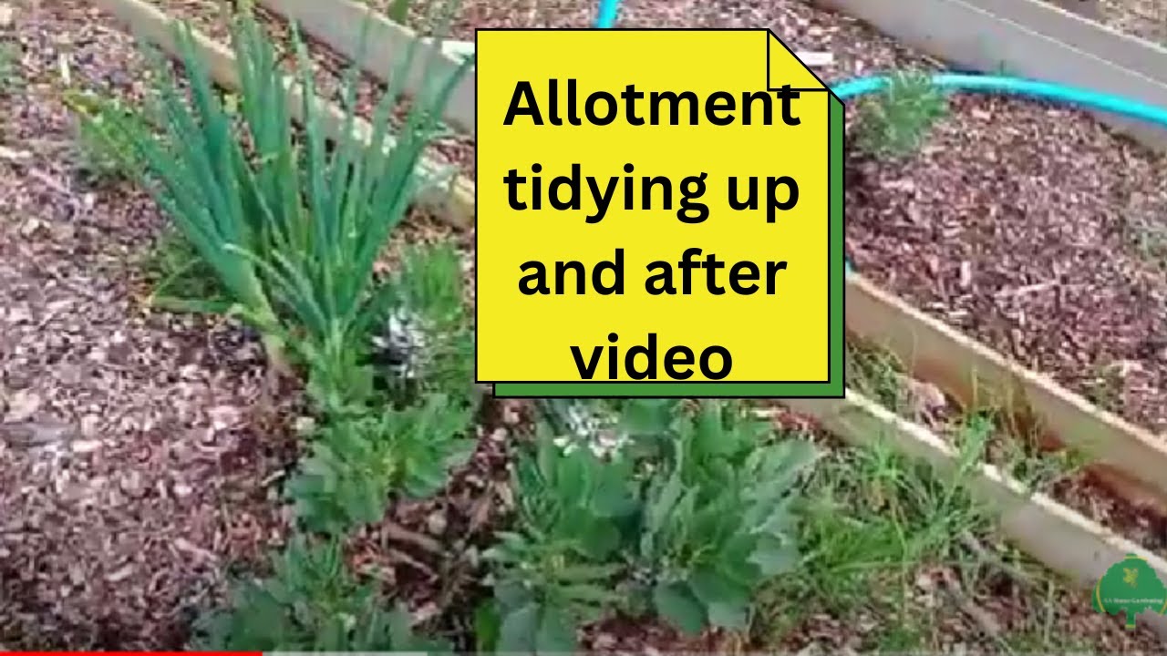 Allotment tidying up and after video - YouTube