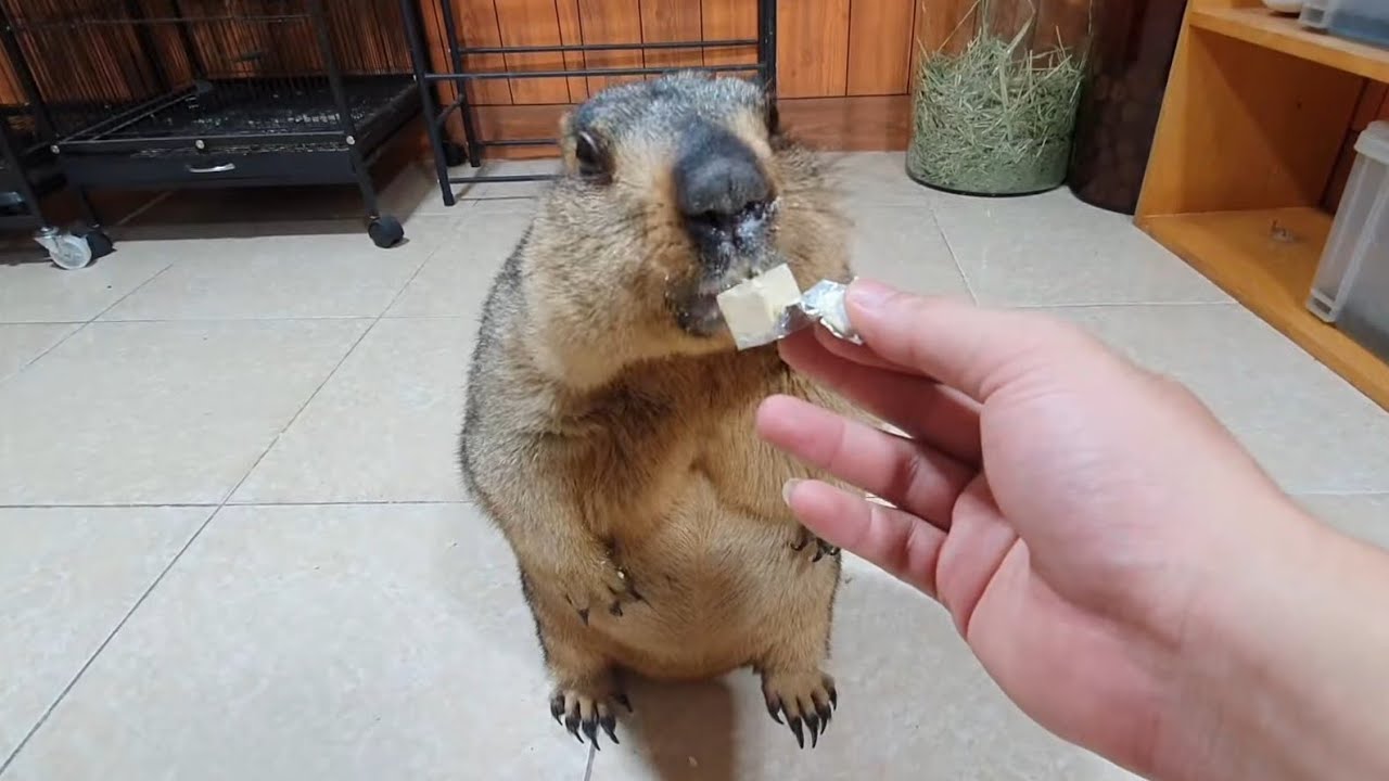 Call marmot and reward with a piece of cheese - YouTube