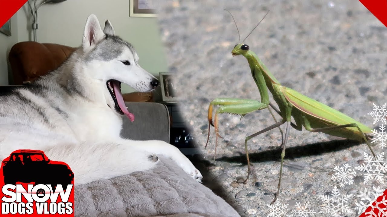 A Dancing Praying Mantis - YouTube