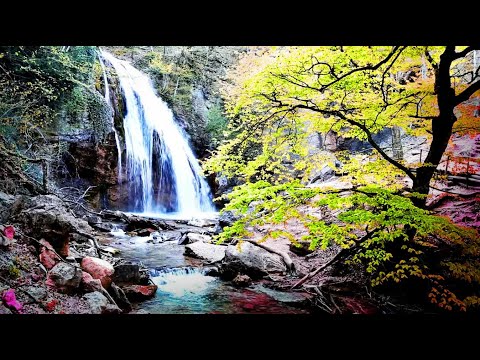 CHANT DES OISEAUX, SON D'UN RUISSEAU et cascade lointaine, forêt. Paradis de nature relaxant