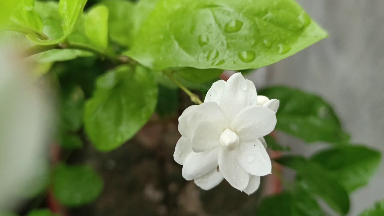 Jasmine Plant After Rain Beautiful Video || Motia Ka Phool Paudha - YouTube