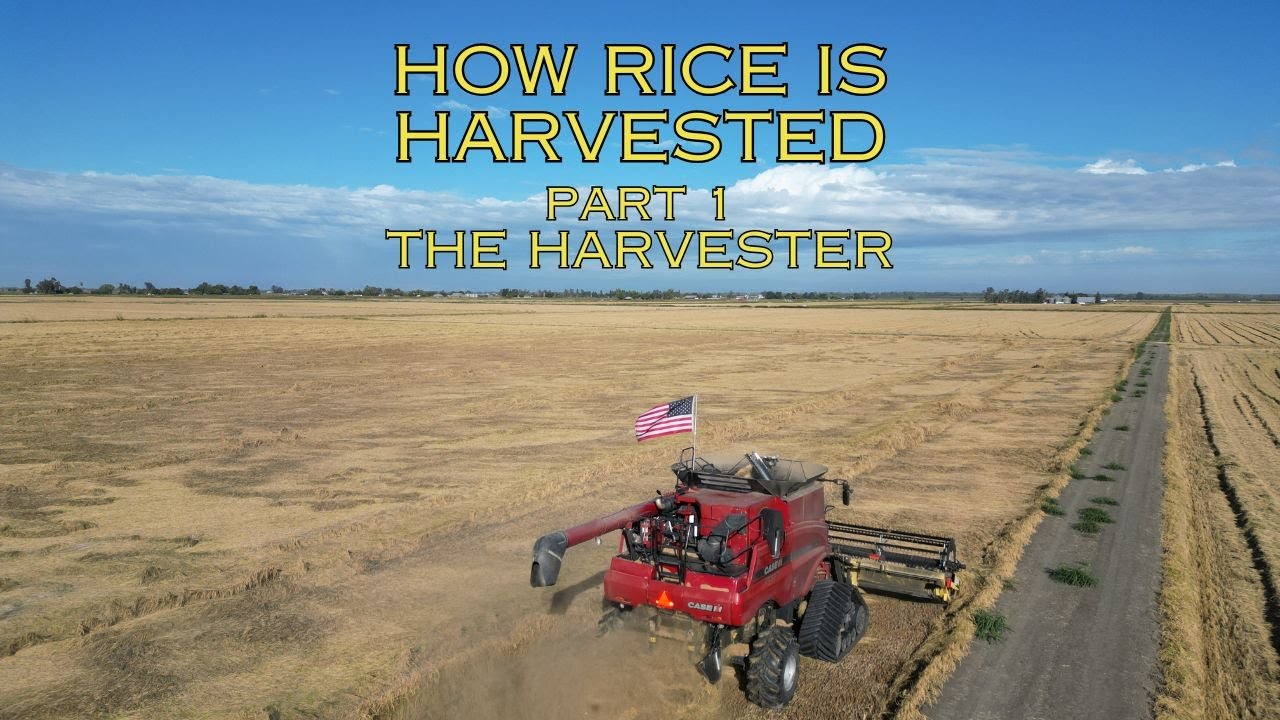 How Rice Is Harvested - Part 1: The Harvester And How It Works - YouTube