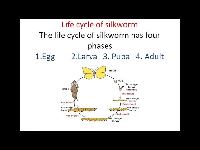 Silkworm Life Cycle Ppt