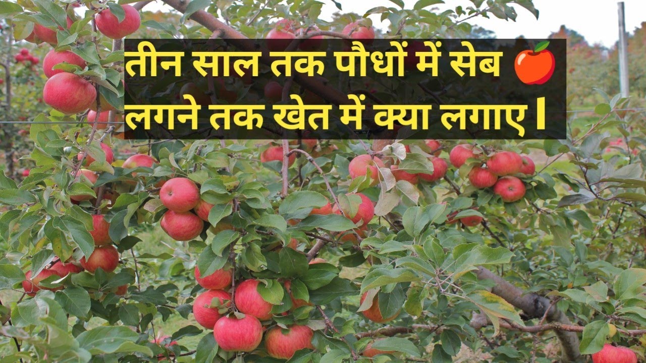 Intercroping in Apple Farming ll Low Chill Apple Farming ll New ...