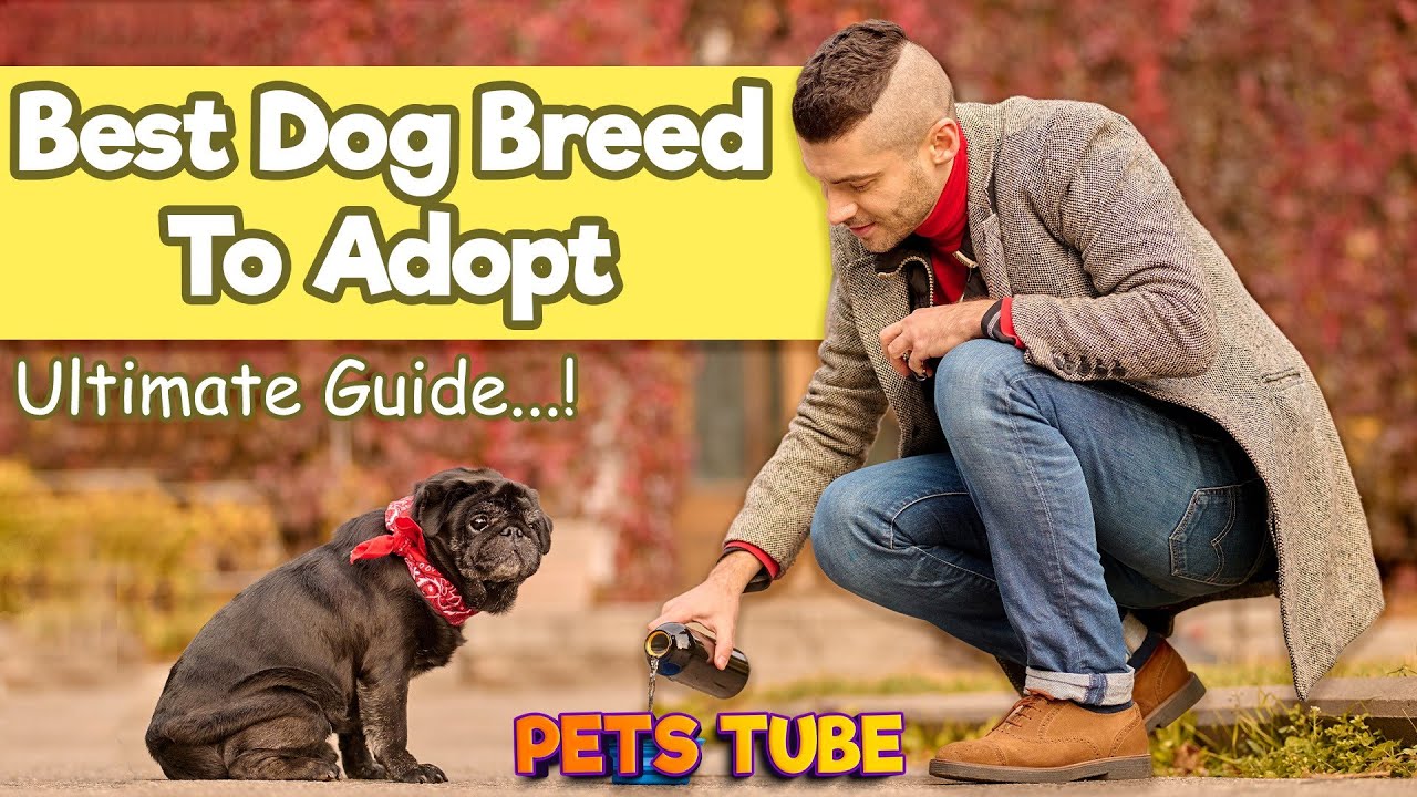 Essential tips for choosing the perfect pet dog! - YouTube