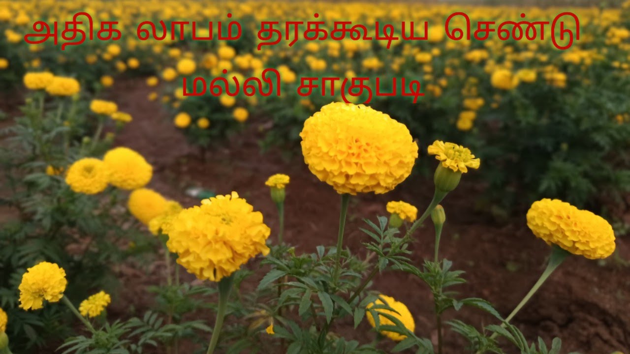 செண்டு மல்லி (கேந்தி பூ, சாமந்தி பூ) நடவு முதல் அறுவடை வரை, kenthi poo ...