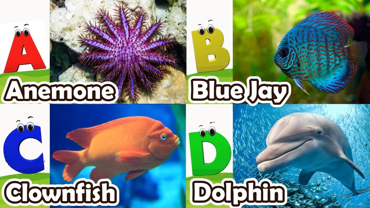 ABC phonics animals | ABC Sea Animals song | English and Animals for ...