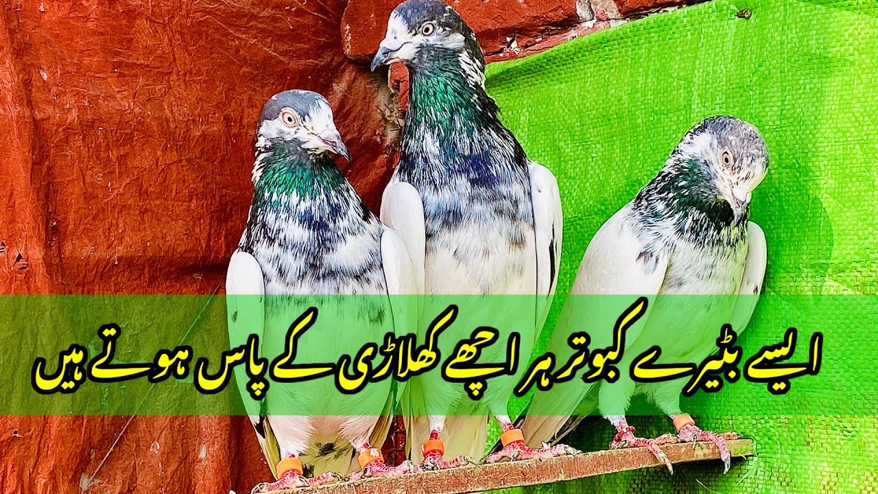 Bataray kabuter || quality walay bateray - YouTube