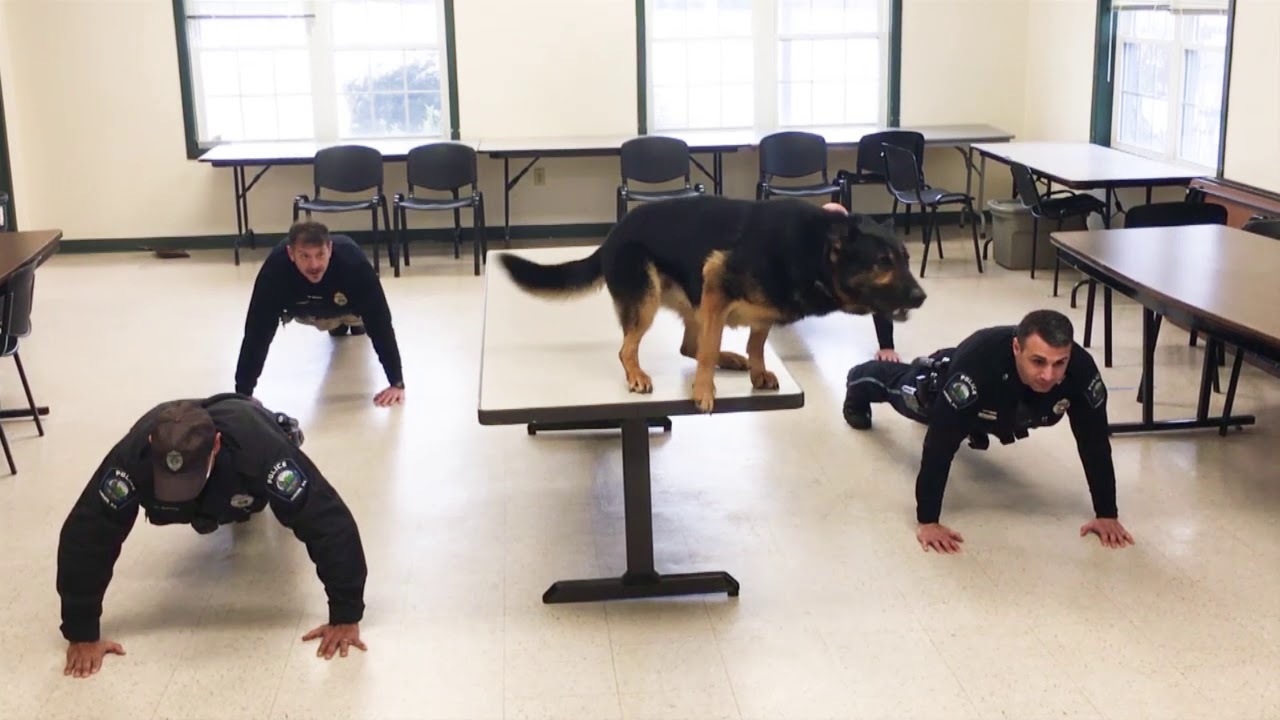 AUBURN POLICE K9 PUSH UP CHALLENGE - YouTube