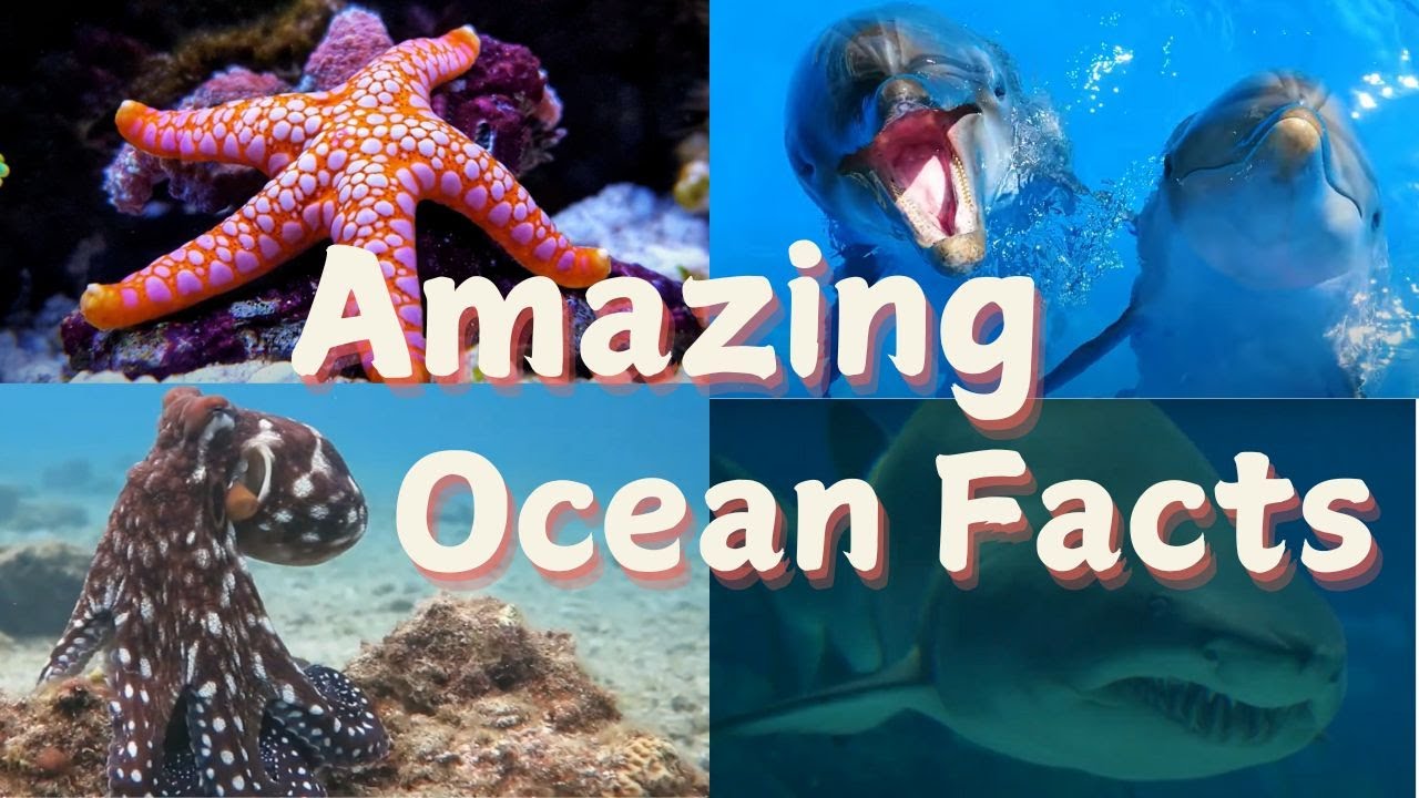 Ocean Animal Facts for Kids | Bluewhale, Shark, Starfish, Octopus ...