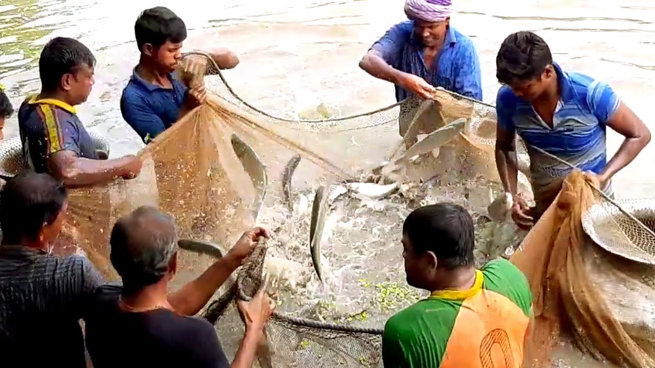 Most Satisfying Long Net Fishing | Amazing Long Net Fishing in Village ...