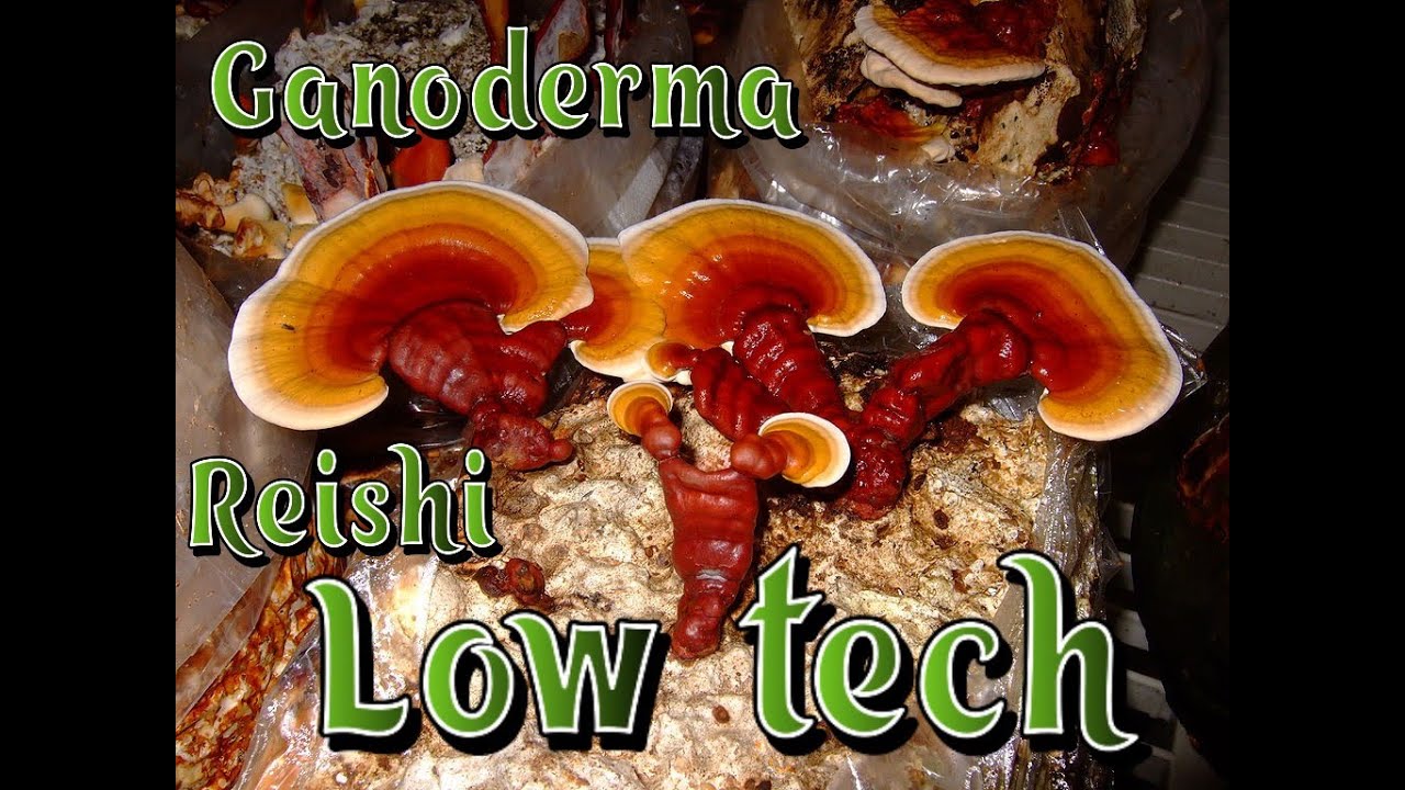Cultivo LOW TECH de Ganoderma con @LaPleurotera777 - YouTube