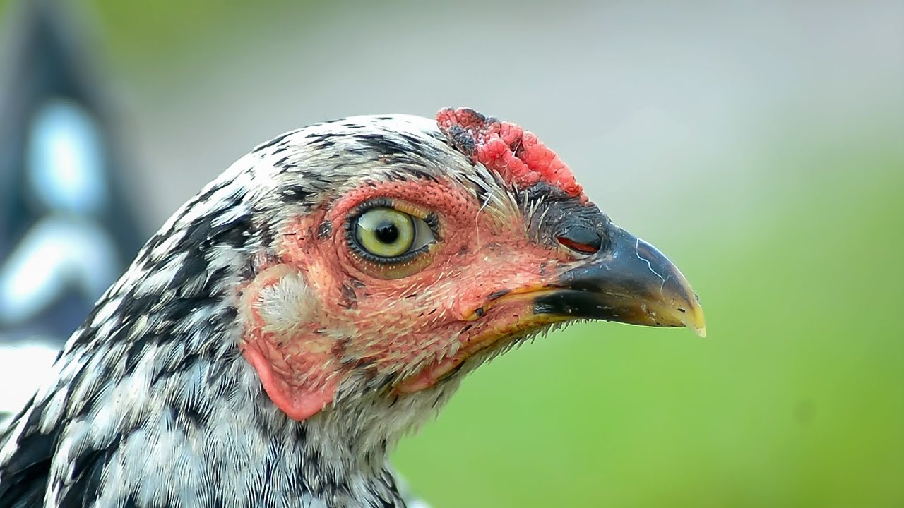Wild fowl, hen with eyes bulging and flickering like sleep deprivation ...
