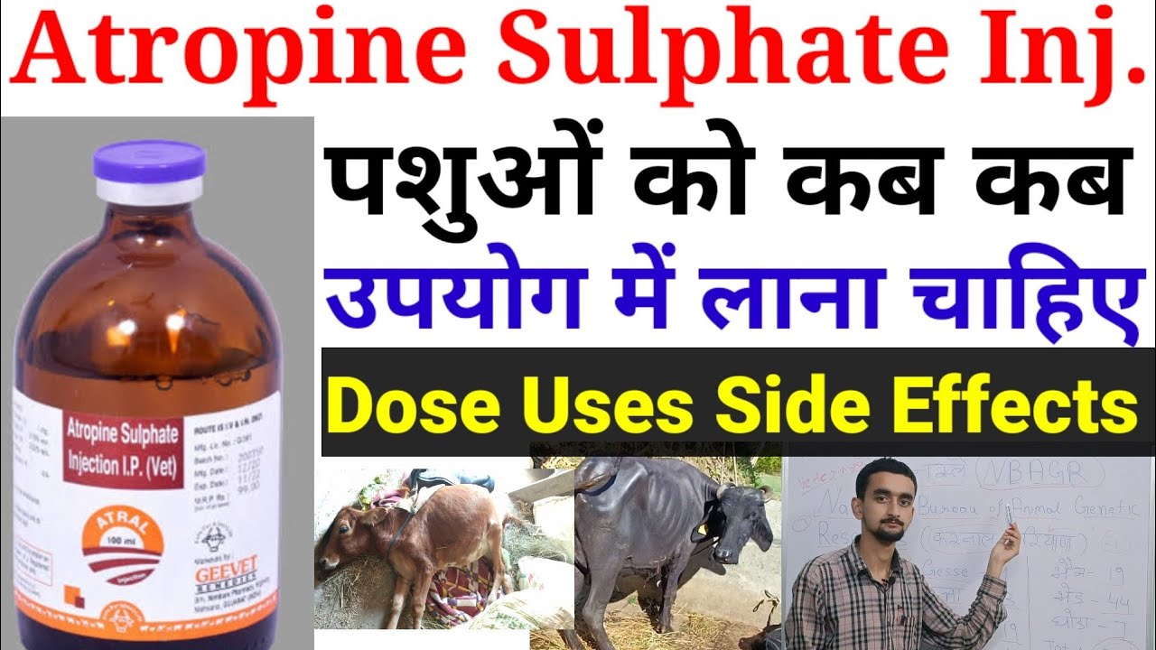 Atropine Sulphate Inj. Uses Dose Effects/Atropine Sulphates Veterinary ...