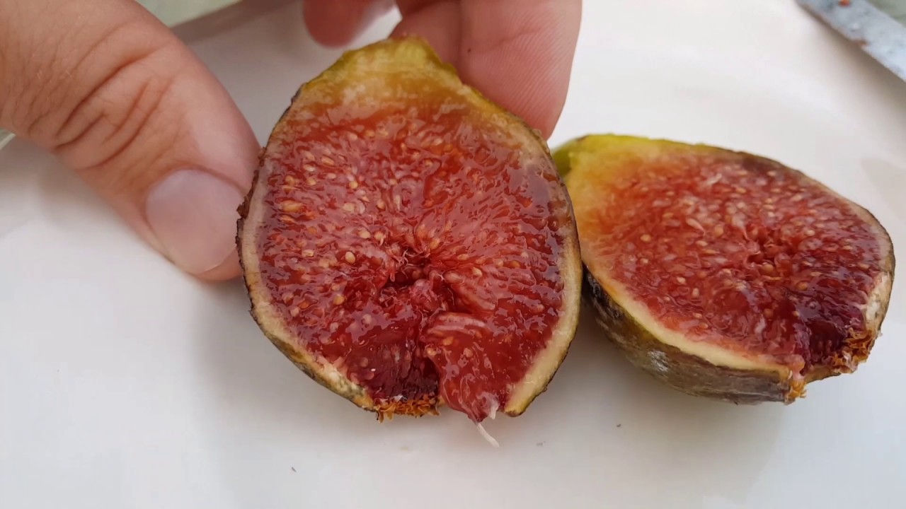 Col de Dame Roja (CdDR) Fig - YouTube