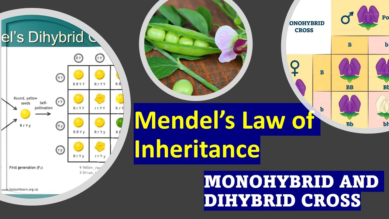 GENETICS PART3/Mendel's law of inheritance/ monohybrid cross/Dihybrid ...