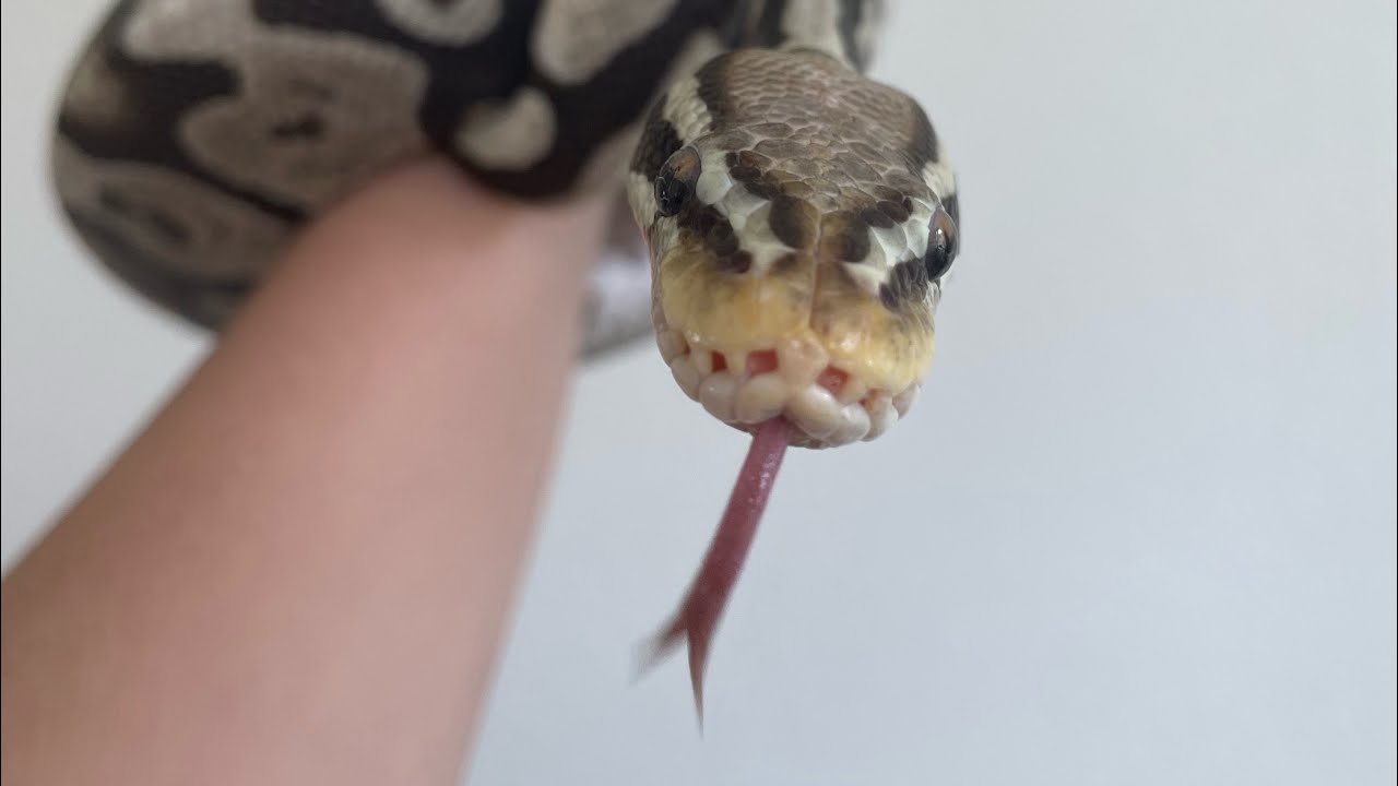 Is your snake underweight or overweight? 🐍 - YouTube