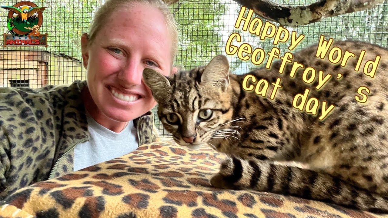 World Geoffroy's Cat Day 2022 - YouTube