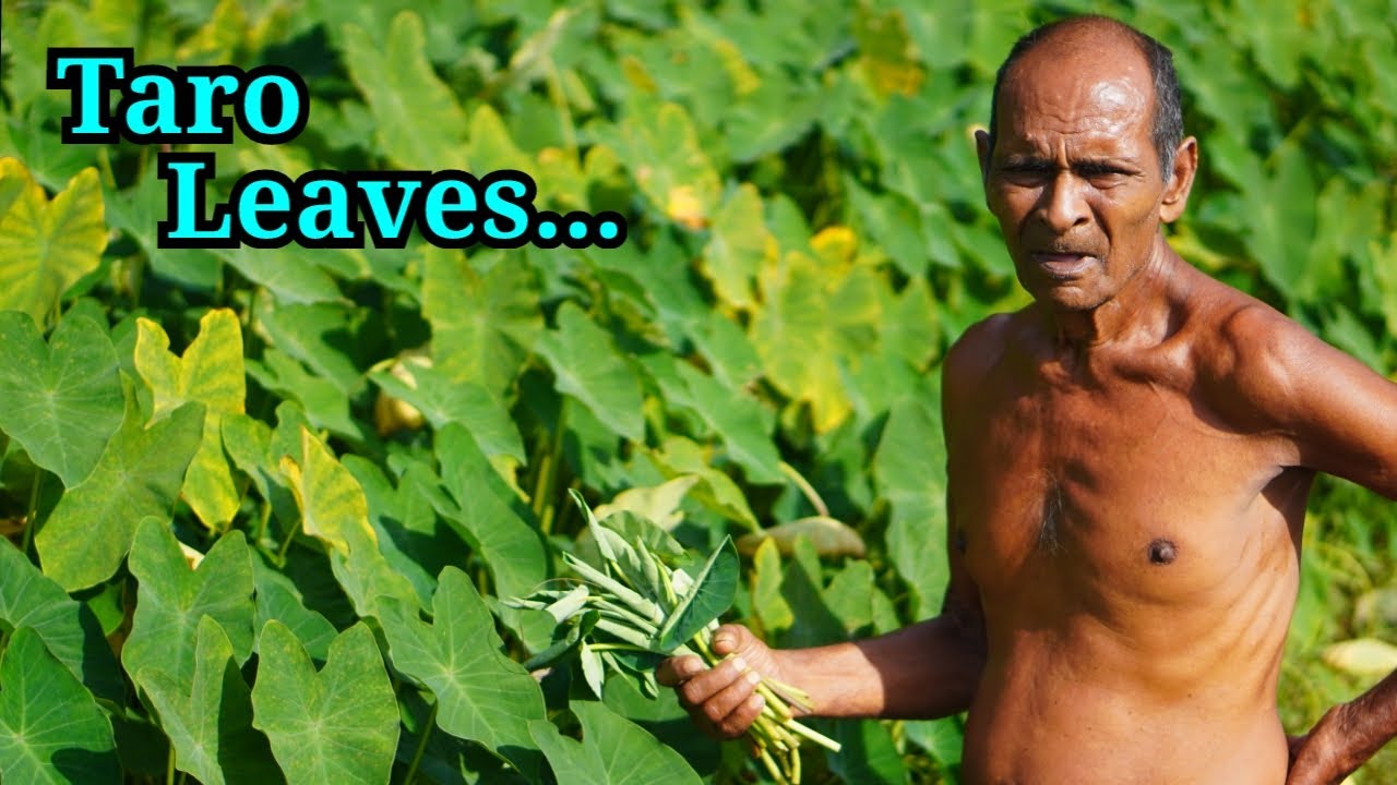 A Taste of Tradition! Authentic Taro Leaves Curry Recipe | How to Make ...