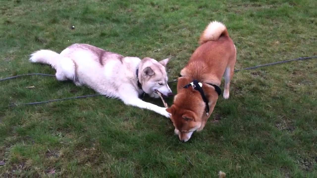 Siberian Husky Maya and Shiba Inu playing - YouTube