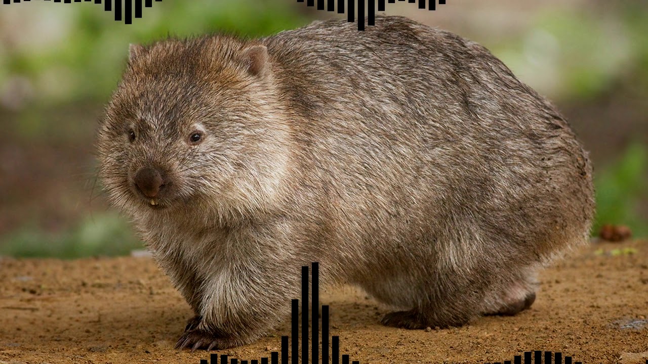 WOMBAT BEAT - YouTube