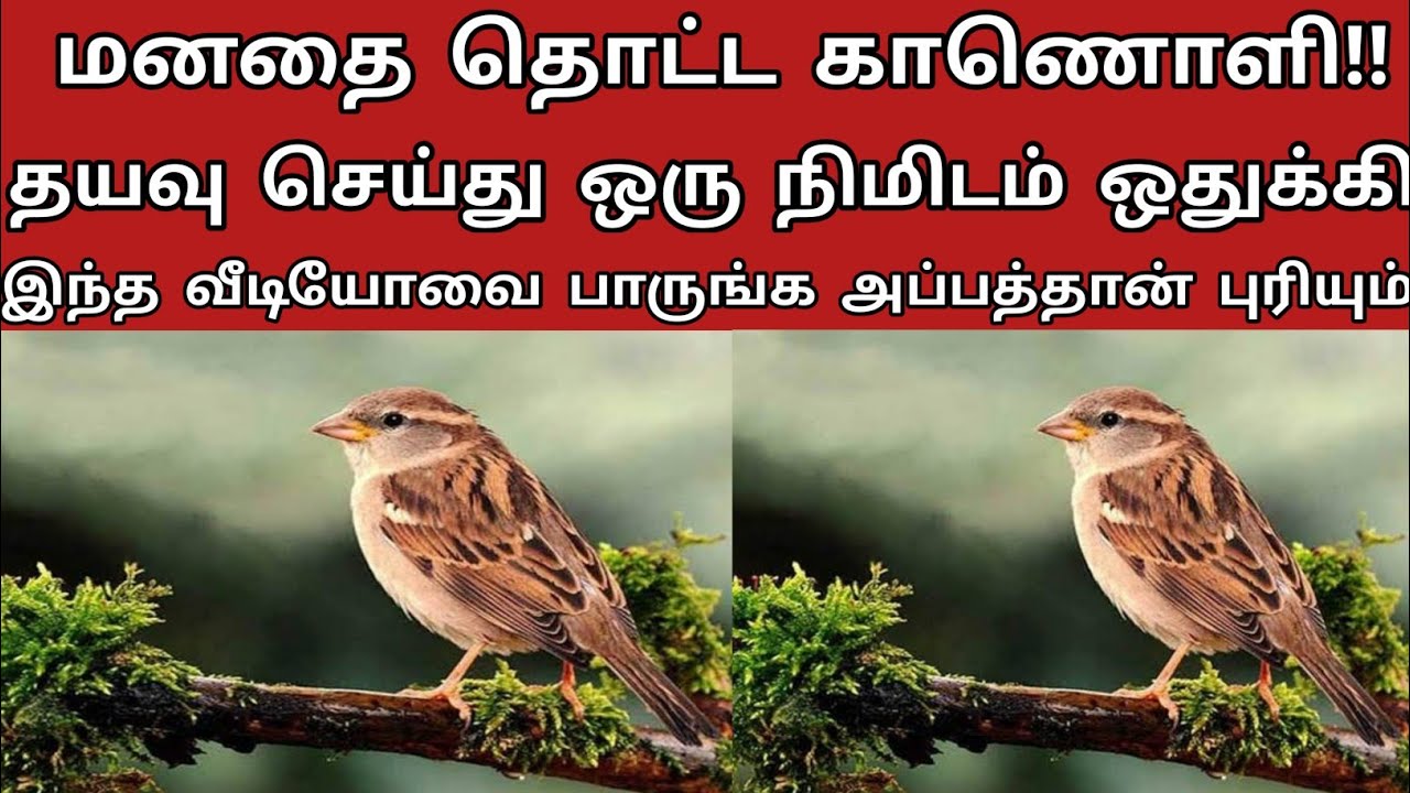 தயவு செய்து ஒரு நிமிடம் ஒதுக்கி இந்த வீடியோவை பாருங்க Tamil katta vandi ...