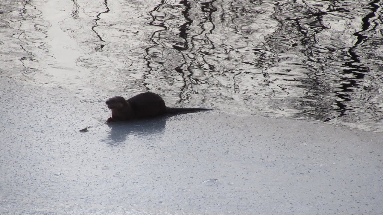 Lonely River Otter Hunting - YouTube