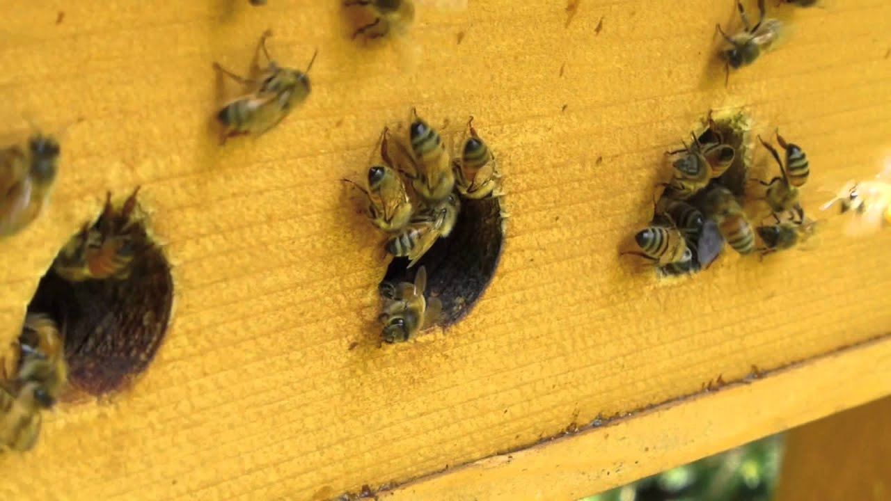 Bees on Fall Nectar Flow - YouTube