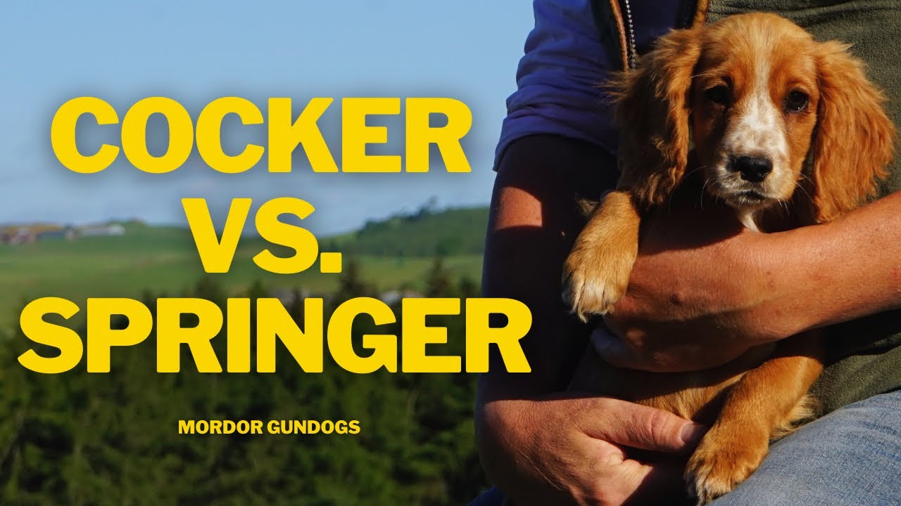 Which Puppy Is Easier To Train? Cocker Spaniels vs. Springer Spaniels ...