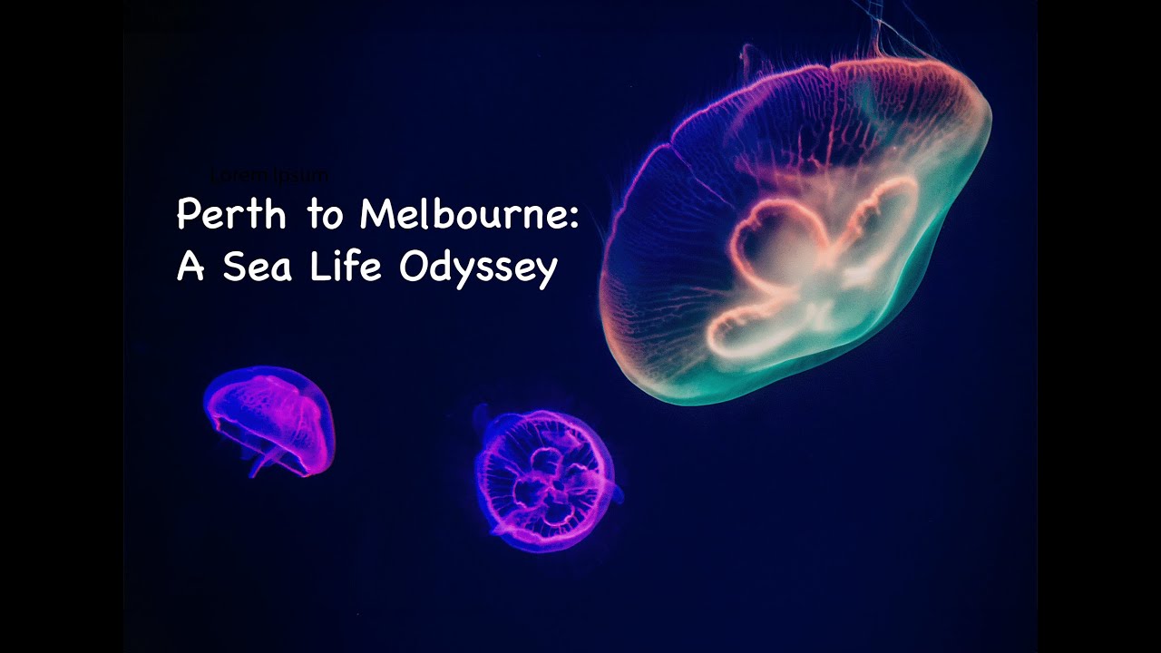 Epic Sea Life Adventure: From Perth to Melbourne Aquarium | Travel Vlog ...