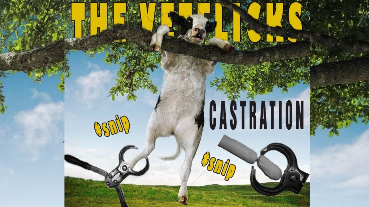 CLOSED CASTRATION IN BOVINE SPECIES || HOW TO APPLY POP CAST ON A BROKEN LIMB - YouTube